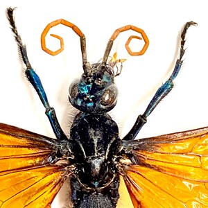 Tarantula Hawk Wasp.(pepsis Sp) Real Insect. Wasp. Hornet. Pepsis ...