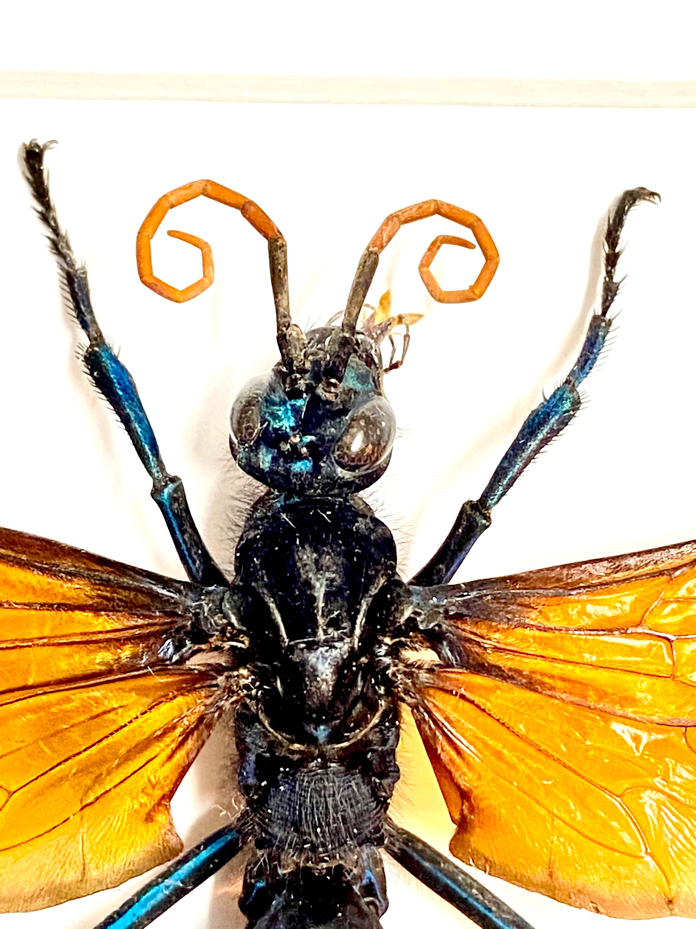 Tarantula Hawk Wasp.(pepsis Sp) Real Insect. Wasp. Hornet. Pepsis ...