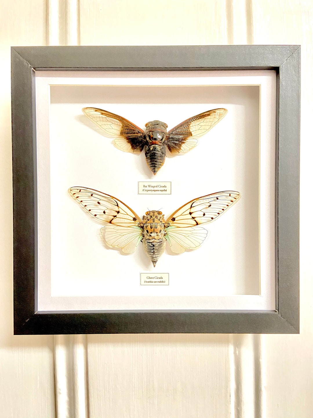 Cicada Frame. Ghost and Bat-wing. Real Framed Specimens. - Etsy