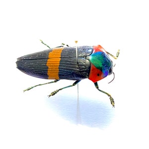 Calodema Ribbei. Jewel Beetle. Scarab Beetle. Buprestidae. Collectables ...