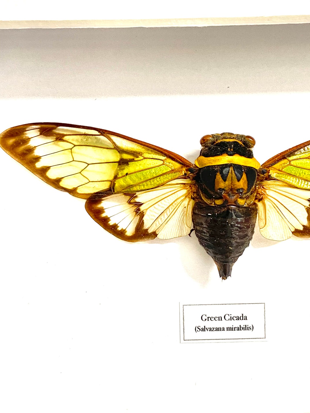 Green Cicada (salvazana Mirabilis) Real Insect Specimen. Framed. - Etsy