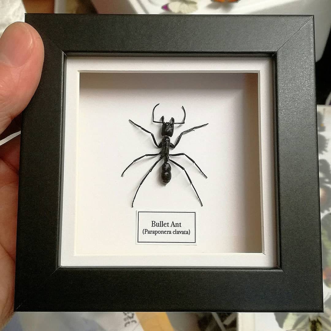 Bullet Ant paraponera Clavata Real Ant Framed. - Etsy