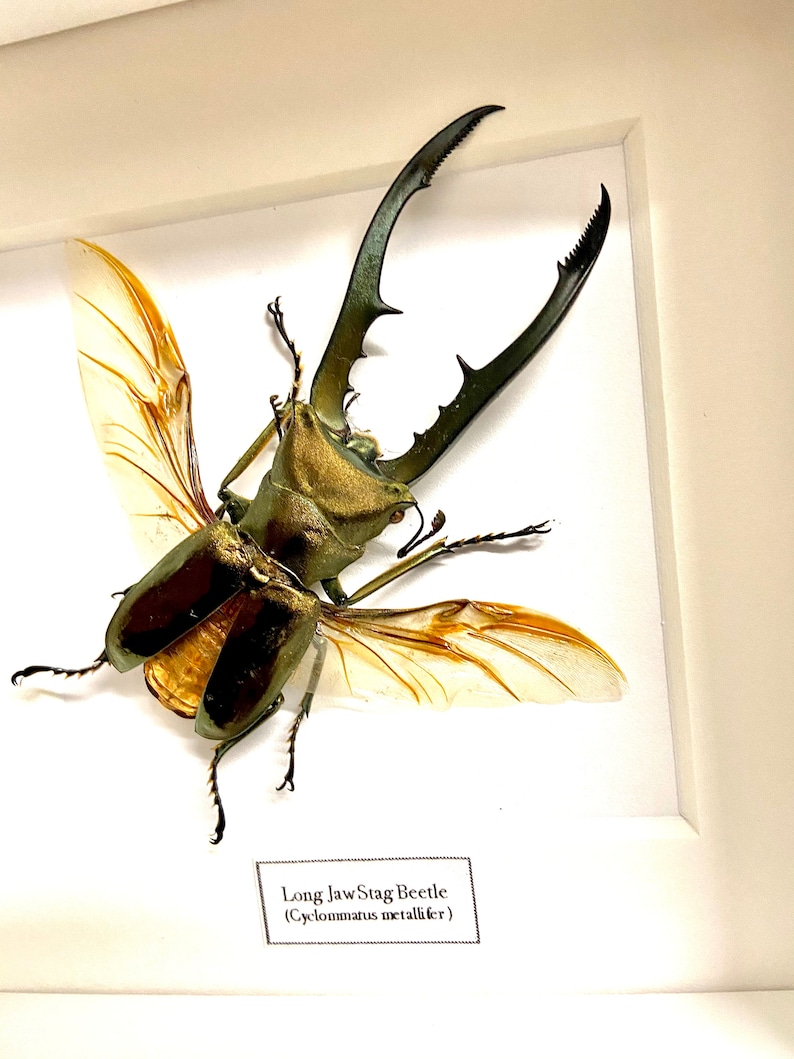 Stag Beetle (cyclommatus Metallifer Finae) Real Insect. Beetles. Real ...