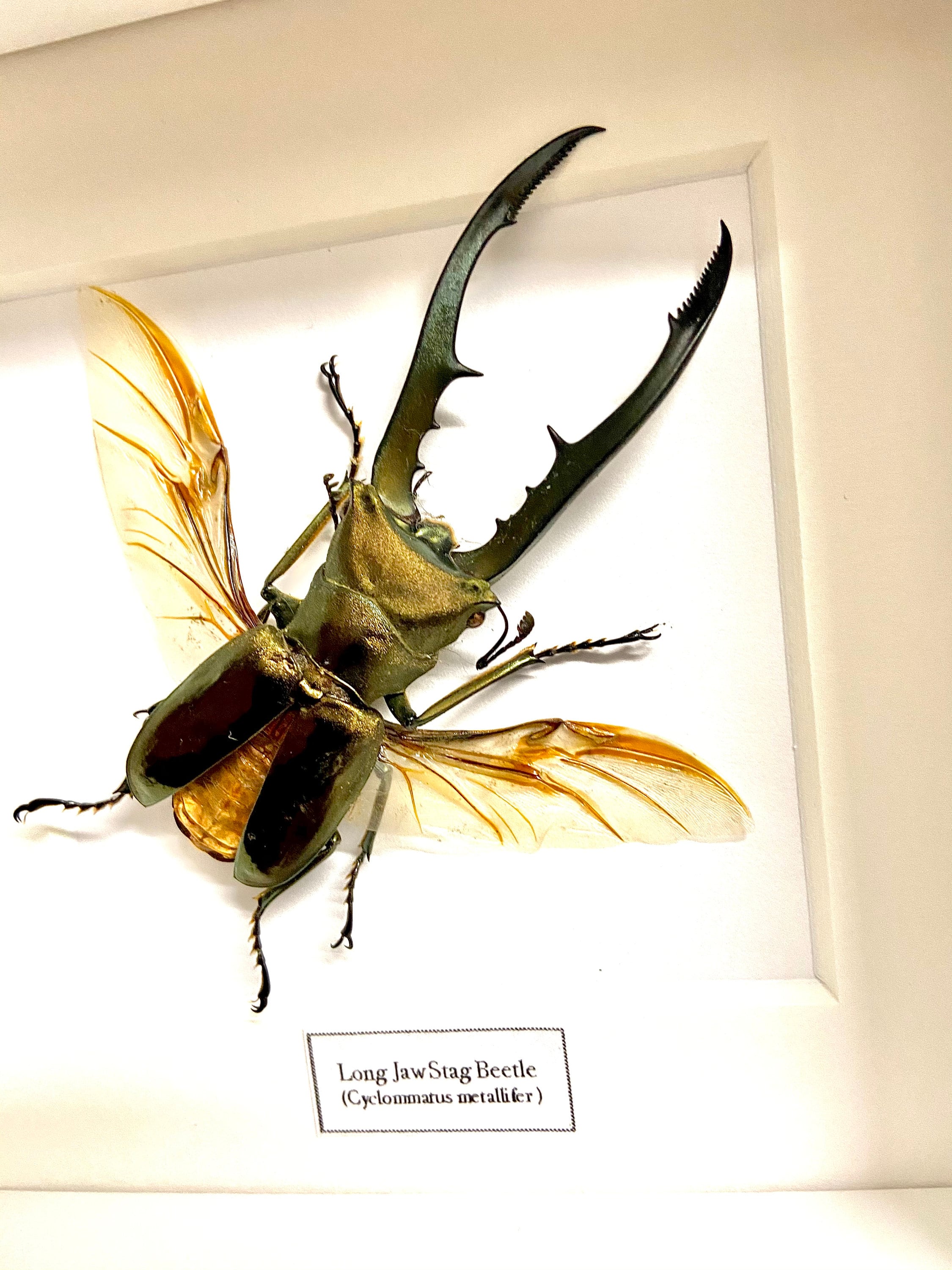 Stag Beetle (cyclommatus Metallifer Finae) Real Insect. Beetles. Real ...