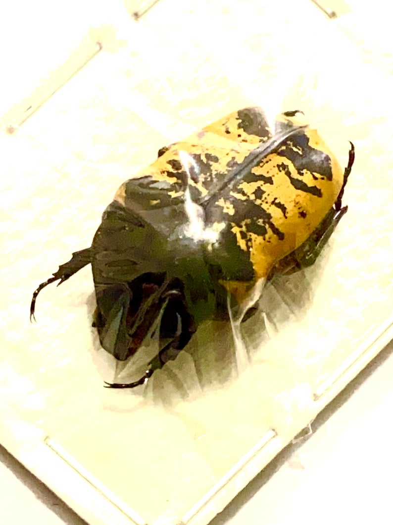 Arizona Jewel Beetle. Gymnetis. Real Insects. Insect Specimen ...