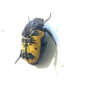 Arizona Jewel Beetle. Gymnetis. Real Insects. Insect Specimen ...