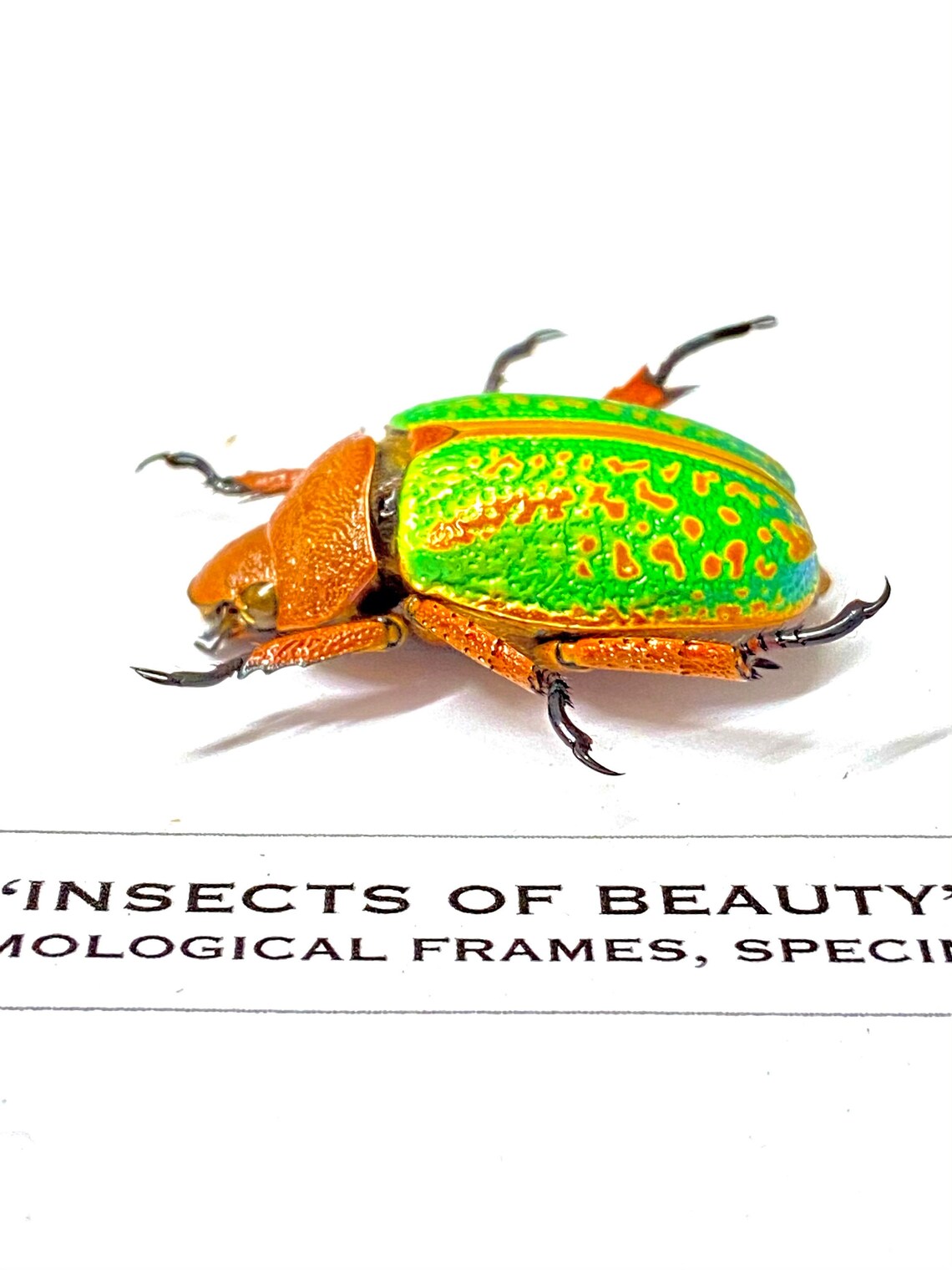 Green Scarab Beetle (chrysina Victoriana) Real Specimen Only ...