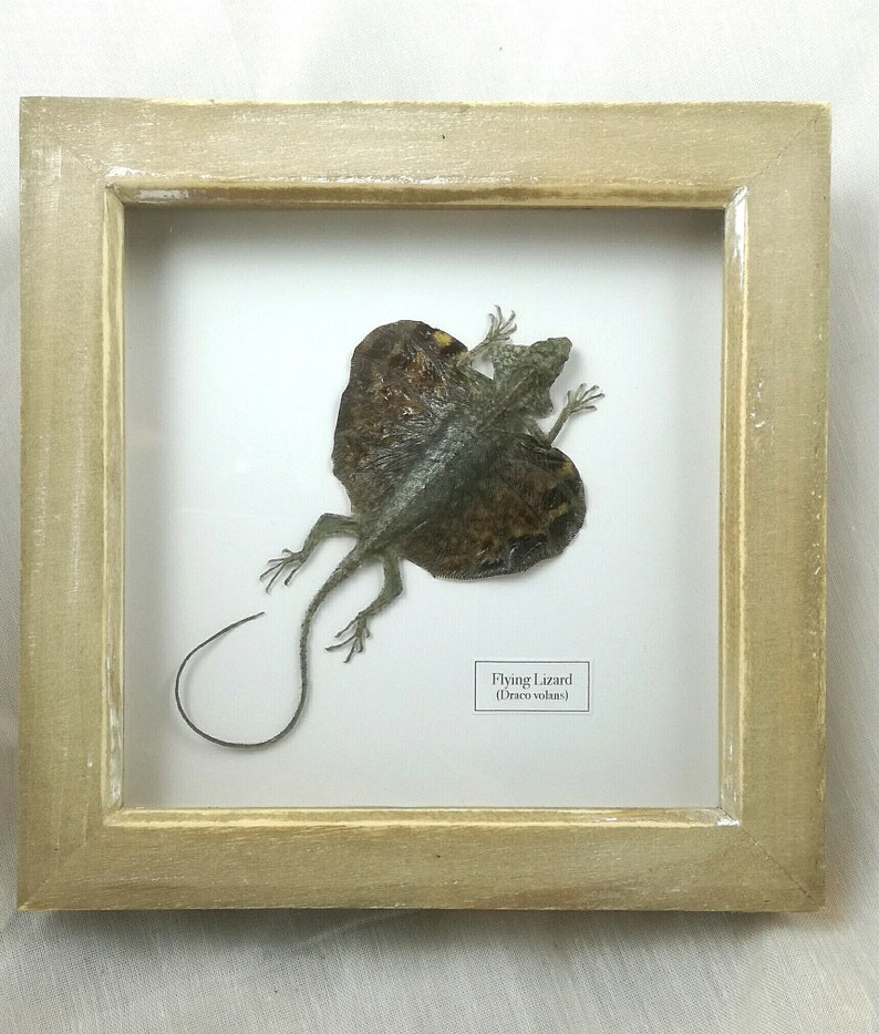 Flying Lizard (draco Volans) - Etsy UK