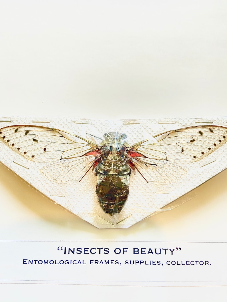 Huge Cicada .pomponia Intermedia Real Unframed Specimen. - Etsy