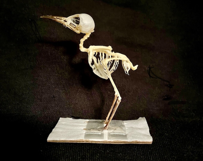 Skeleton Songbird prinia Real Skeleton. Bones. Bird. Anatomy ...