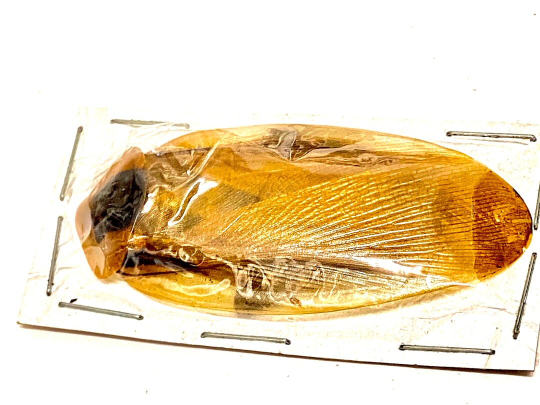 Giant Cockroach ( Blaberus Giganteus) Real Specimen. - Etsy
