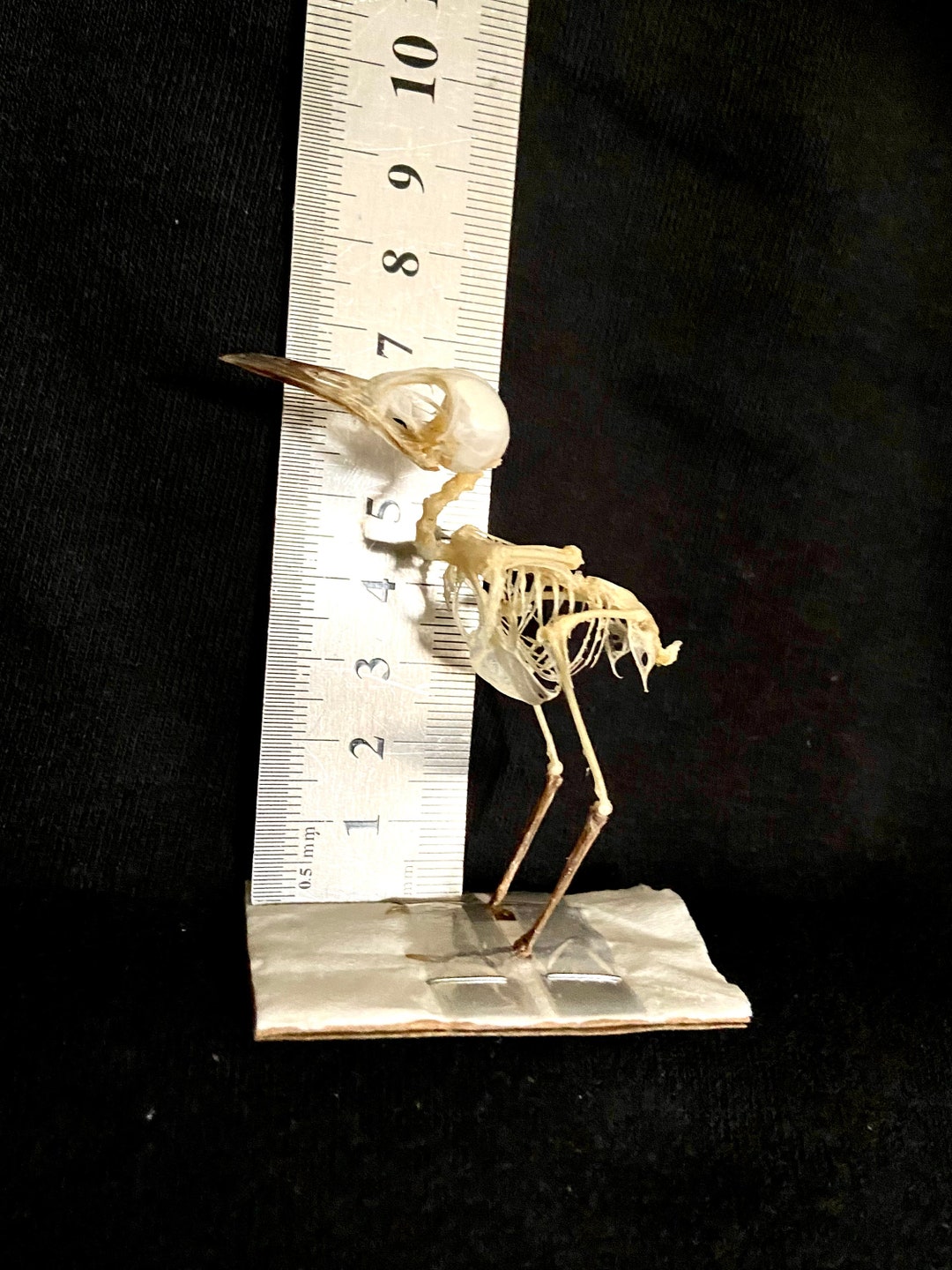 Skeleton Songbird (prinia) Real Skeleton. Bones. Bird. Anatomy ...