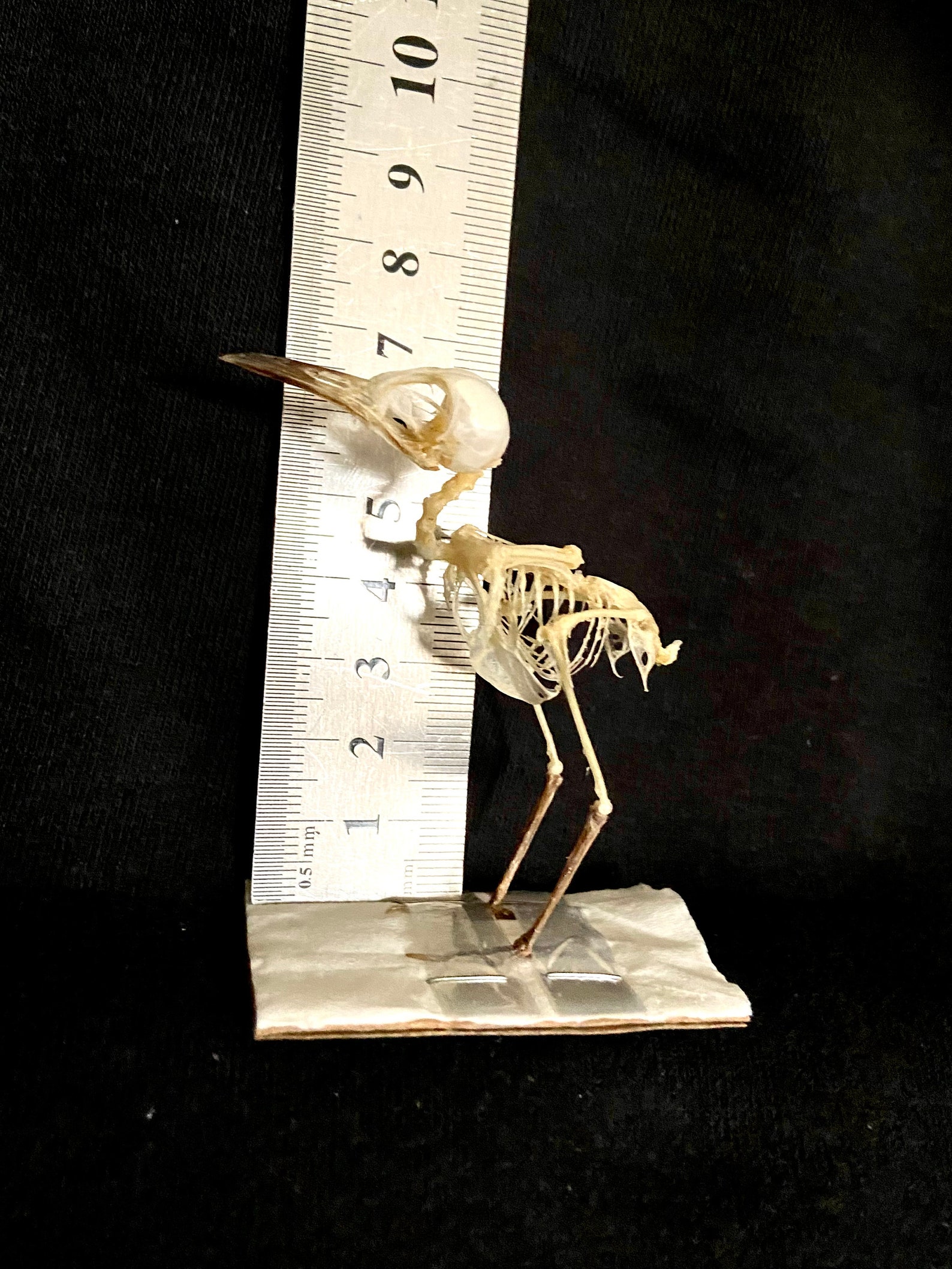 Skeleton Songbird (prinia) Real Skeleton. Bones. Bird. Anatomy ...