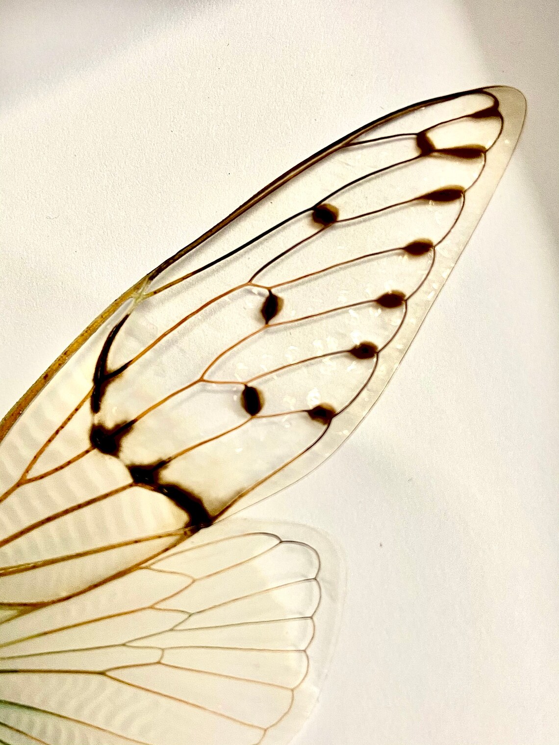 Ghost Cicada ayuthia Spectabilis Real Insect Specimen. | Etsy