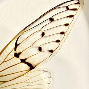 Ghost Cicada (ayuthia Spectabilis) Real Insect Specimen. Framed. - Etsy UK