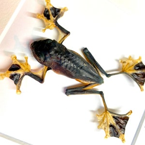Flying Frog (rhacophorus Reinwardtii) Preserved Frog Specimen Framed ...