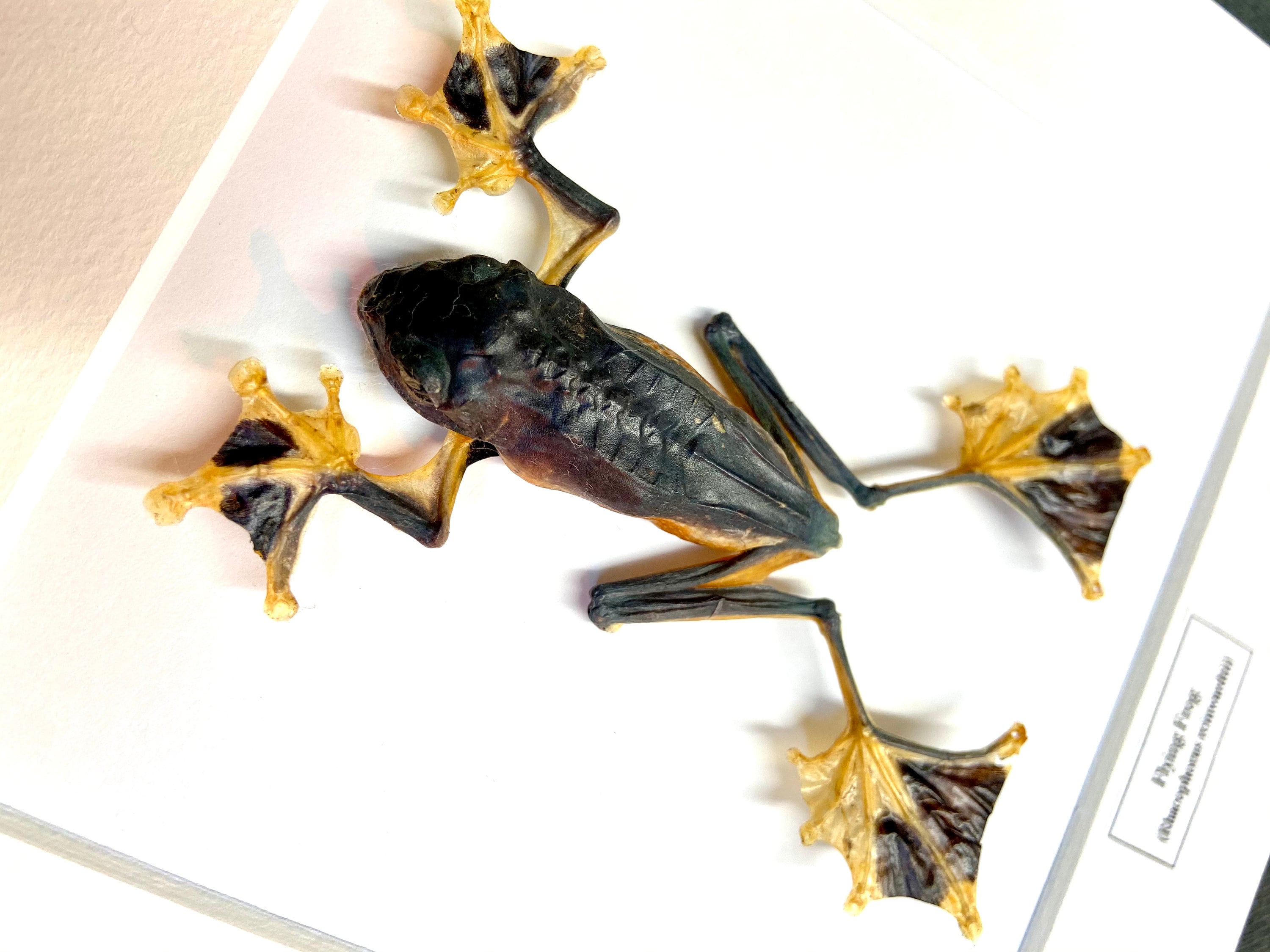 Flying Frog (rhacophorus Reinwardtii) Preserved Frog Specimen Framed ...