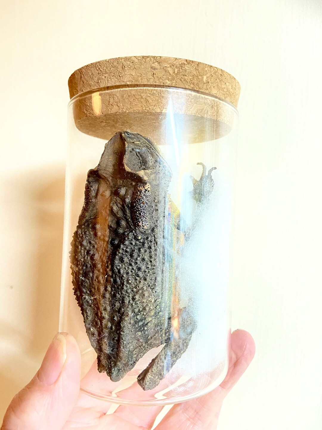 Toad (asian Sp) Real Specimen in Glass Jar. Goth. Bufo. Taxidermy. Frog ...