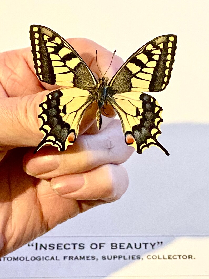 Old World Swallowtail (papilio Machaon) Real Specimen.ready Set for ...