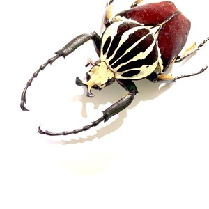 Goliath Beetle (goliathus Apicalis) Real Specimen. Beetle. Real Beetle ...