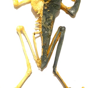 Frog Half Skeleton Specimen. Real . Taxidermy. Goth. Macabre. Witch ...