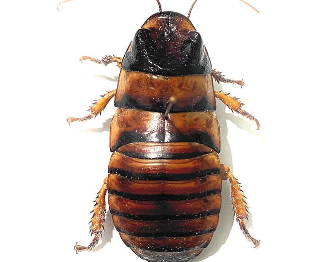 Madagascan Hissing Cockroach. Real Insect. Taxidermy. Beetle. Insect ...