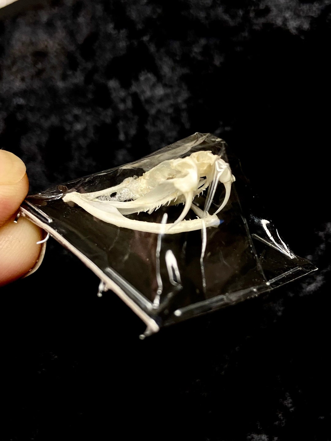 Snake Skull (viper Sp) Real Specimen. Serpent. Snake. Asp. Reptile ...