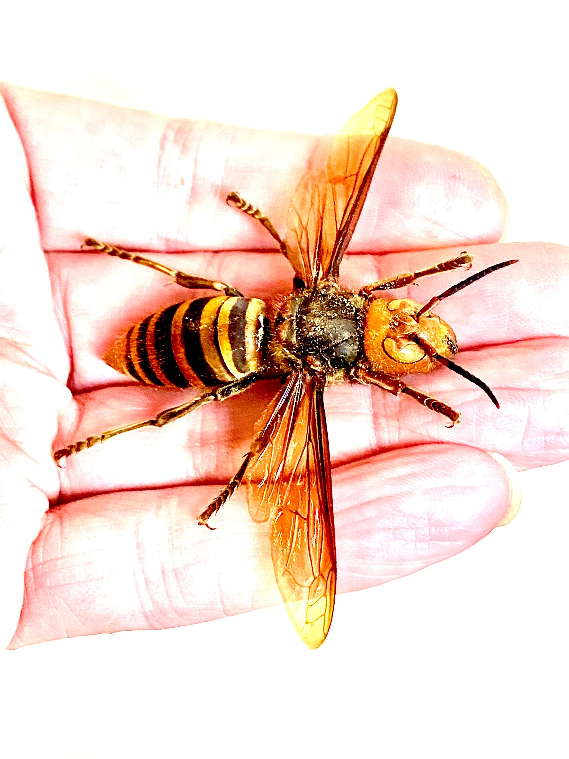 Queen Hornet, Giant Japanese (vespa Mandarinia) Hornet. Wasp. Bee ...