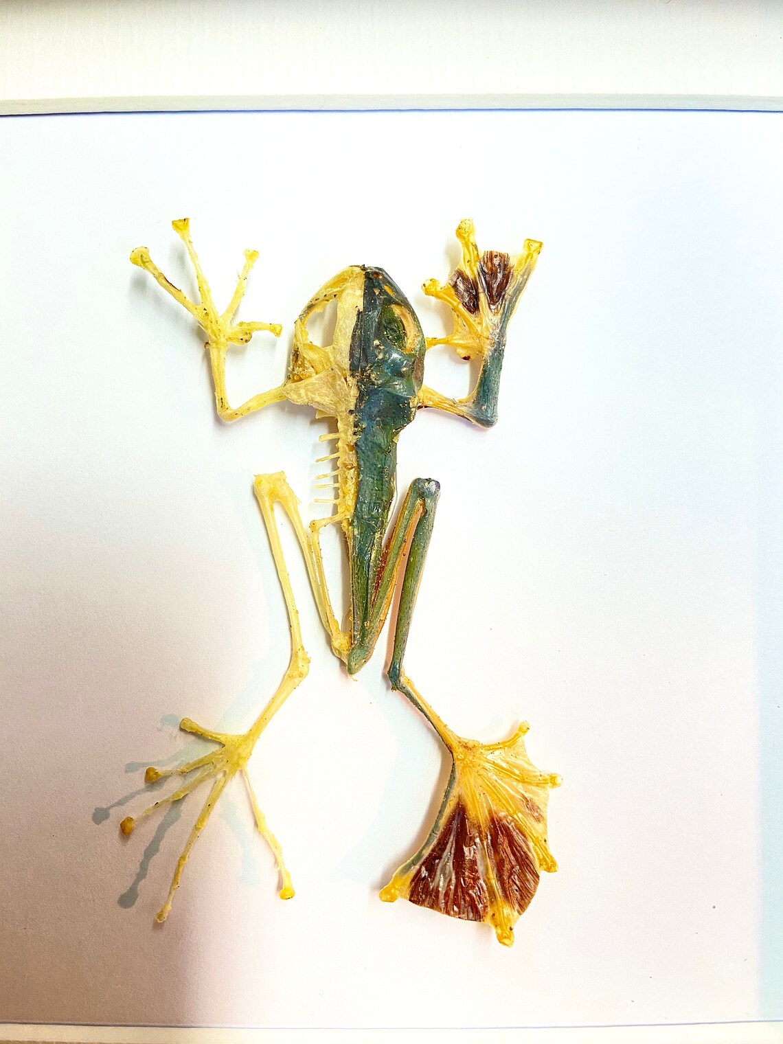 Half Skeletal Frog. Real Framed Specimen. Frog. Toad. Anatomy. Flying ...