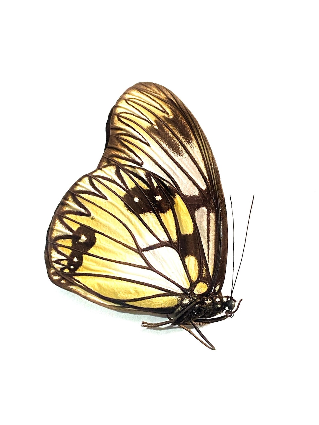 Zethera Incerta. Butterfly.real Butterfly. Specimen Unframed, Un-set ...