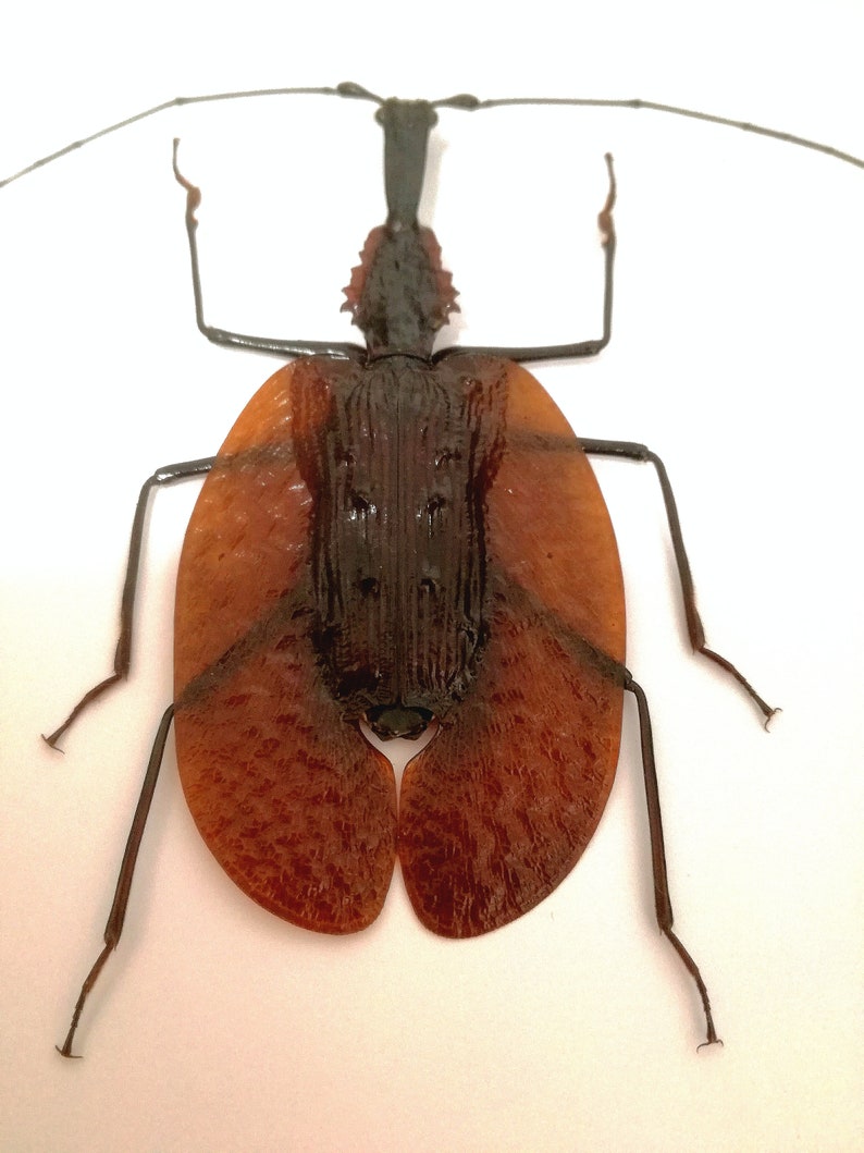 Violin Beetle (mormolyce Phyllodes) Real Insect Beetle Framed. Violin ...