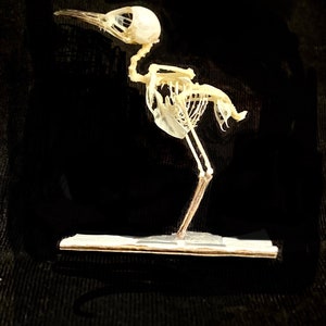 Skeleton Songbird prinia Real Skeleton. Bones. Bird. Anatomy ...