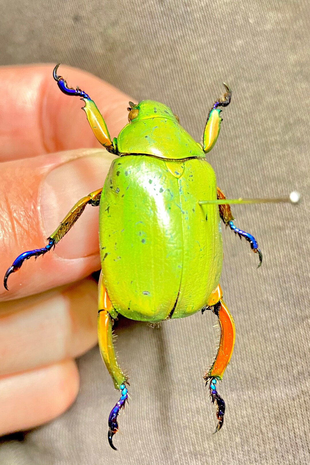 Adolphi Scarab Beetle. Specimen Only. - Etsy