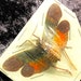 Penthicodes Farinosa Tulia). Real Insect Specimen. - Etsy