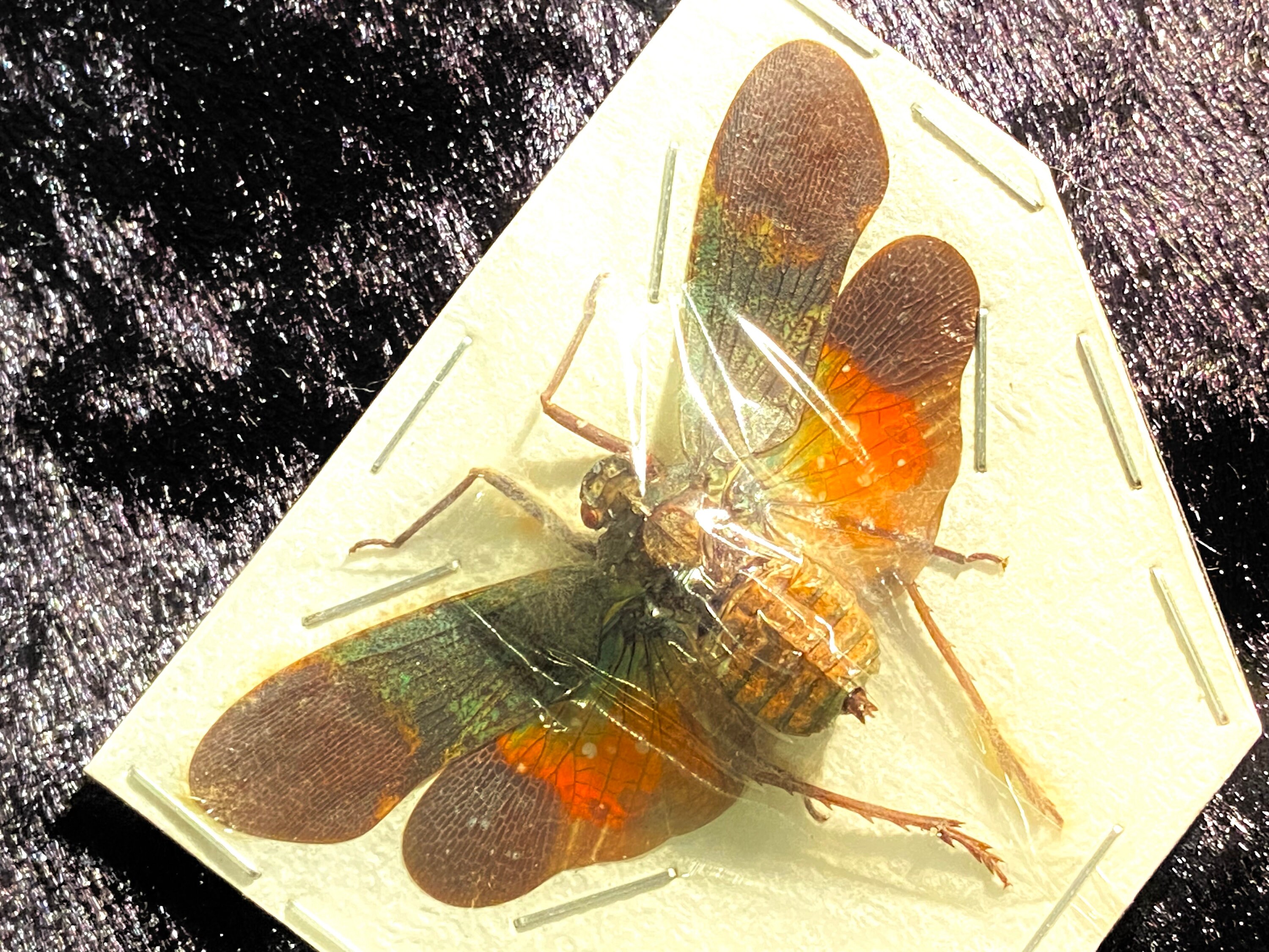 Penthicodes Farinosa Tulia). Real Insect Specimen. - Etsy