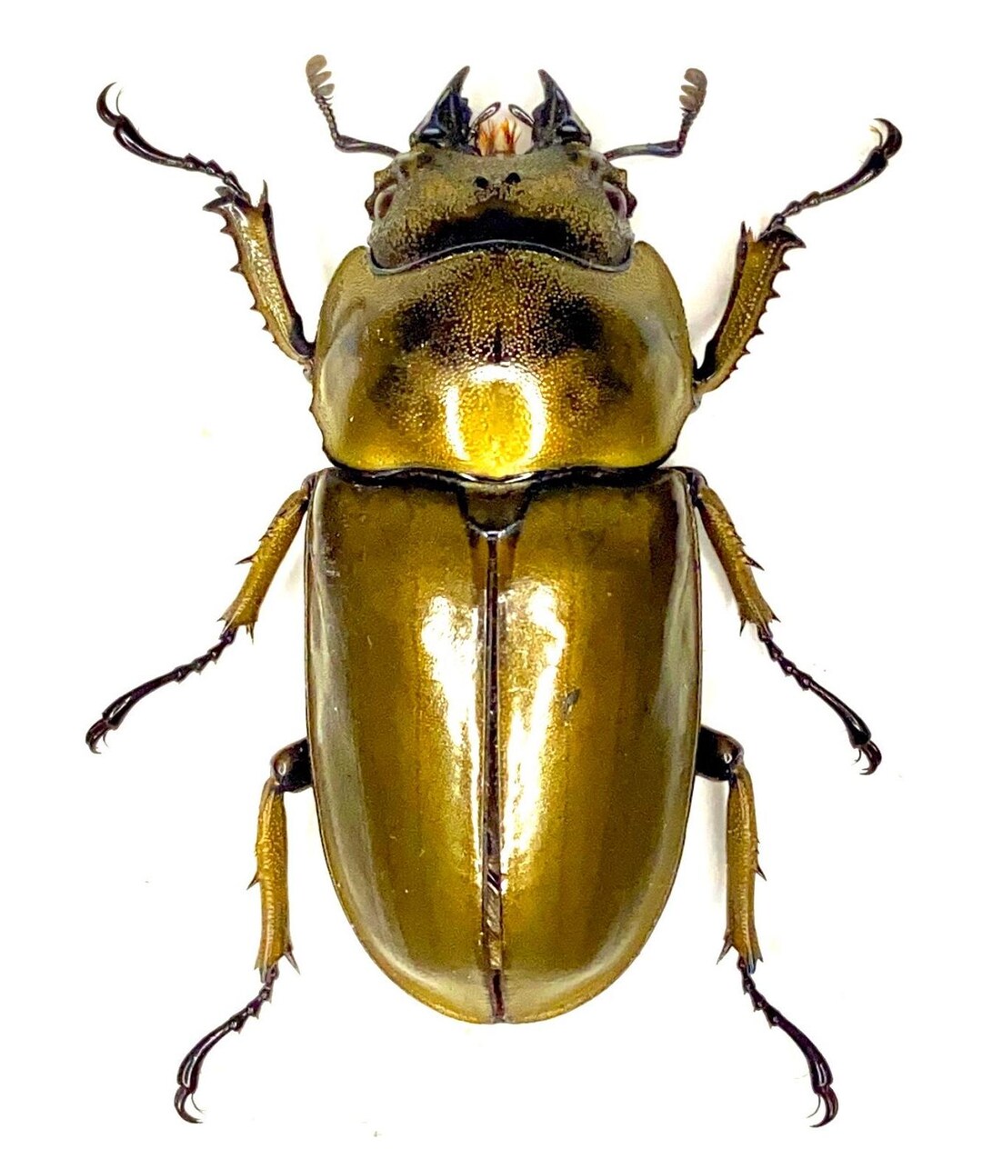 Bronze Golden Beetle (allotopus Rosenbergi) Real Insect. Insect ...