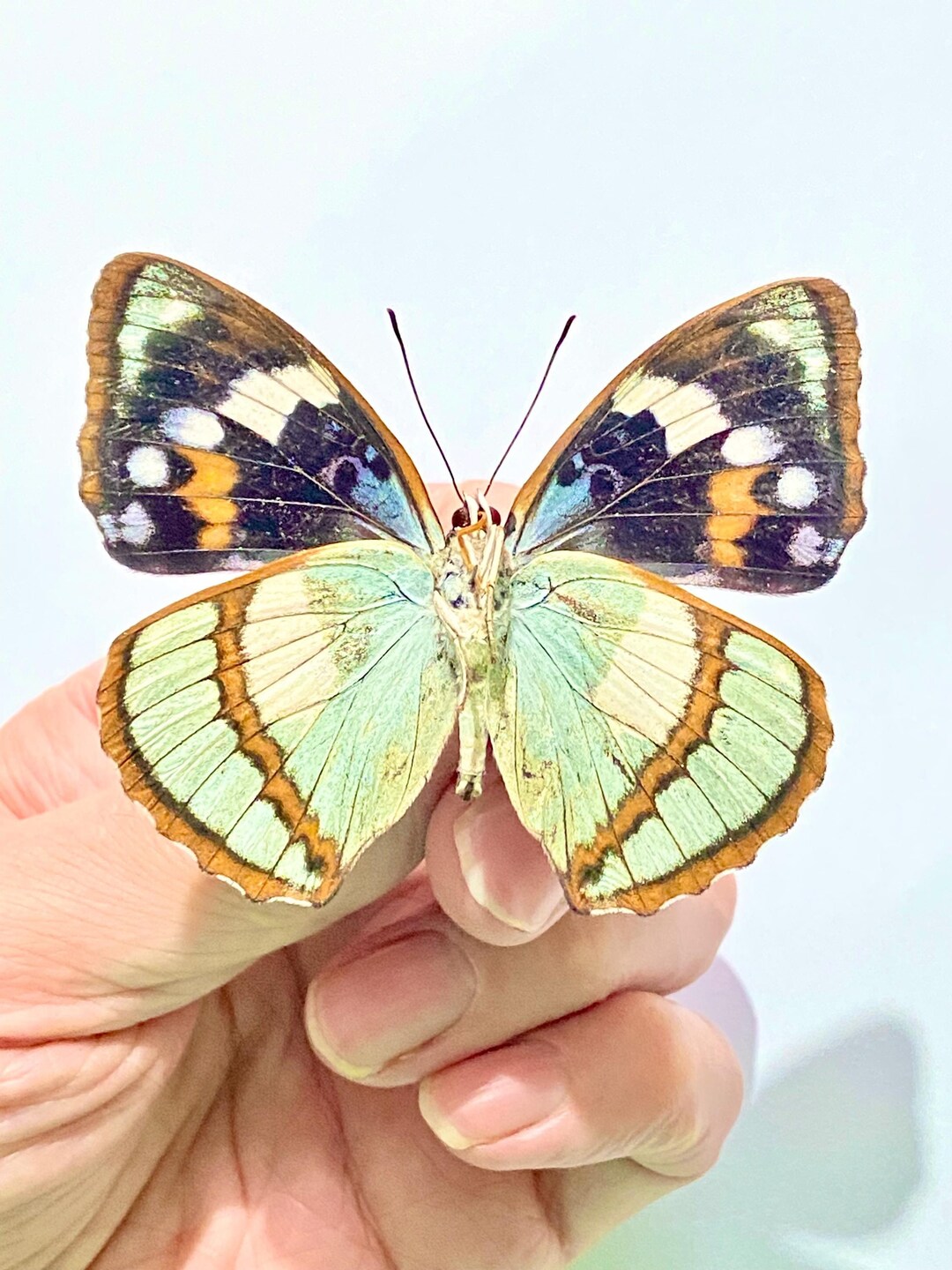 Mimathyma Shrenckii. Emperor Butterfly. White Winged Swallowtail ...