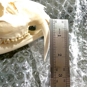 Skull. Chinese Water Deer. Skull. Real Skull. Bones. Insectsofbeauty ...