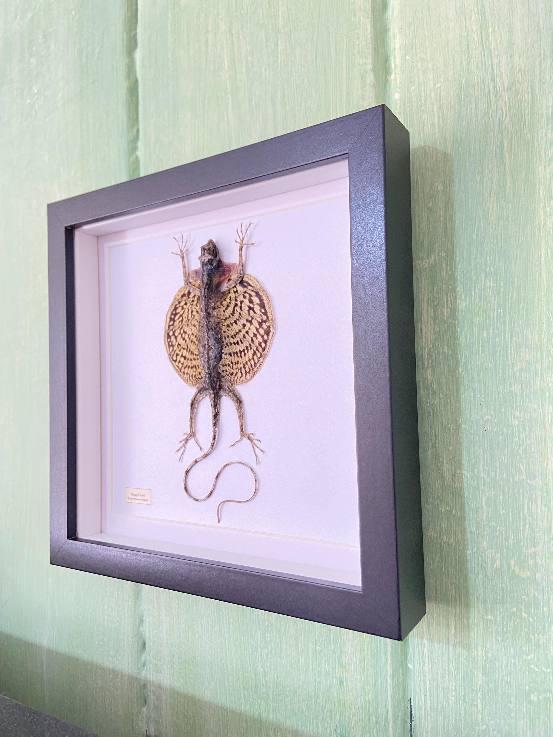Flying Lizard (draco Haematopogon) Real Specimen Framed. Reptile ...