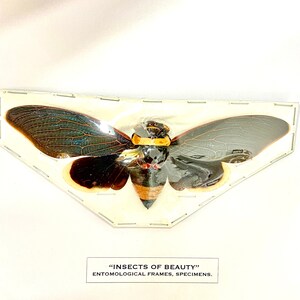 Cicada.(tacua Speciosa) Real Specimen - Etsy