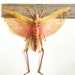 Javanese Grasshopper (valanga Javanensis) Real Specimen. - Etsy