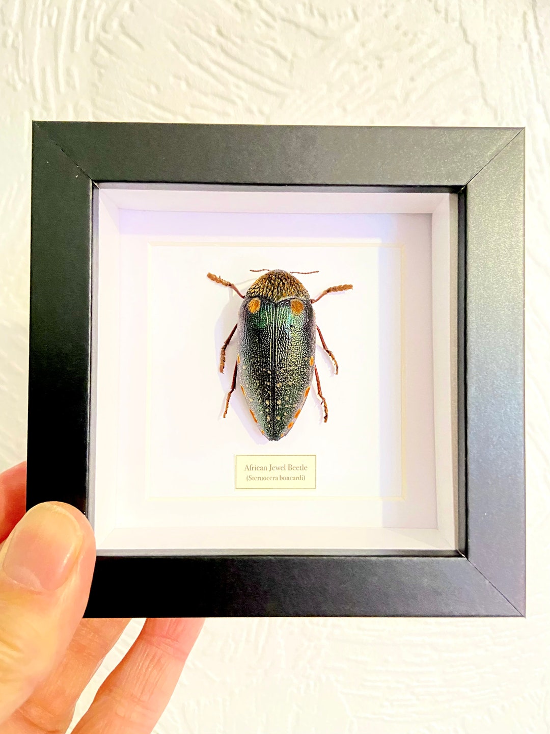 African Jewel Beetle (sternocera Boucardi) Framed - Etsy