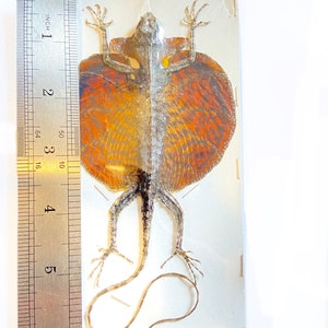 Flying Lizard. (draco Volans) Real Specimen.lizard. Reptile ...