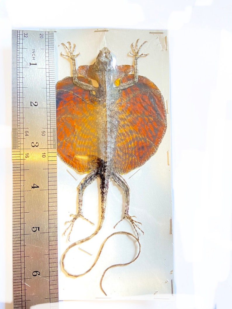 Flying Lizard. (draco Volans) Real Specimen.lizard. Reptile ...
