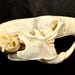 Brown Rat Skull (rattus Norvegicus) Genuine Skull. Rodent. Rat. Bones ...