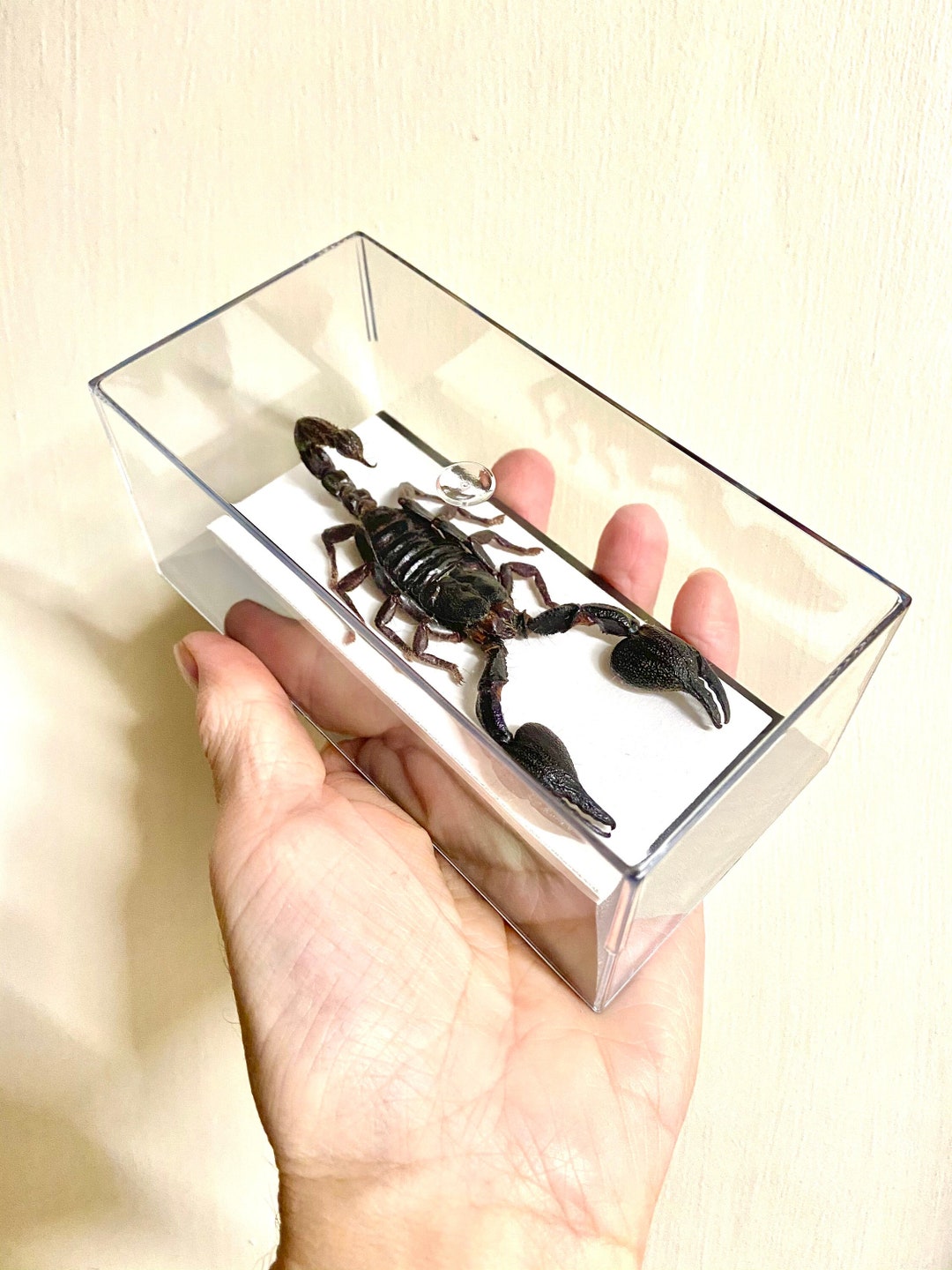 Scorpion in Display Case or Specimen Only. Real Specimen. Scorpio ...