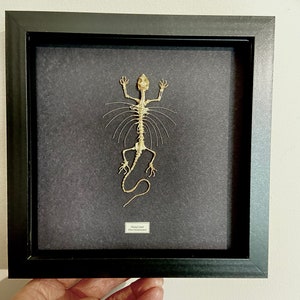 Flying Lizard Skeleton (draco Volans) Real Skeleton in Frame. Flying ...