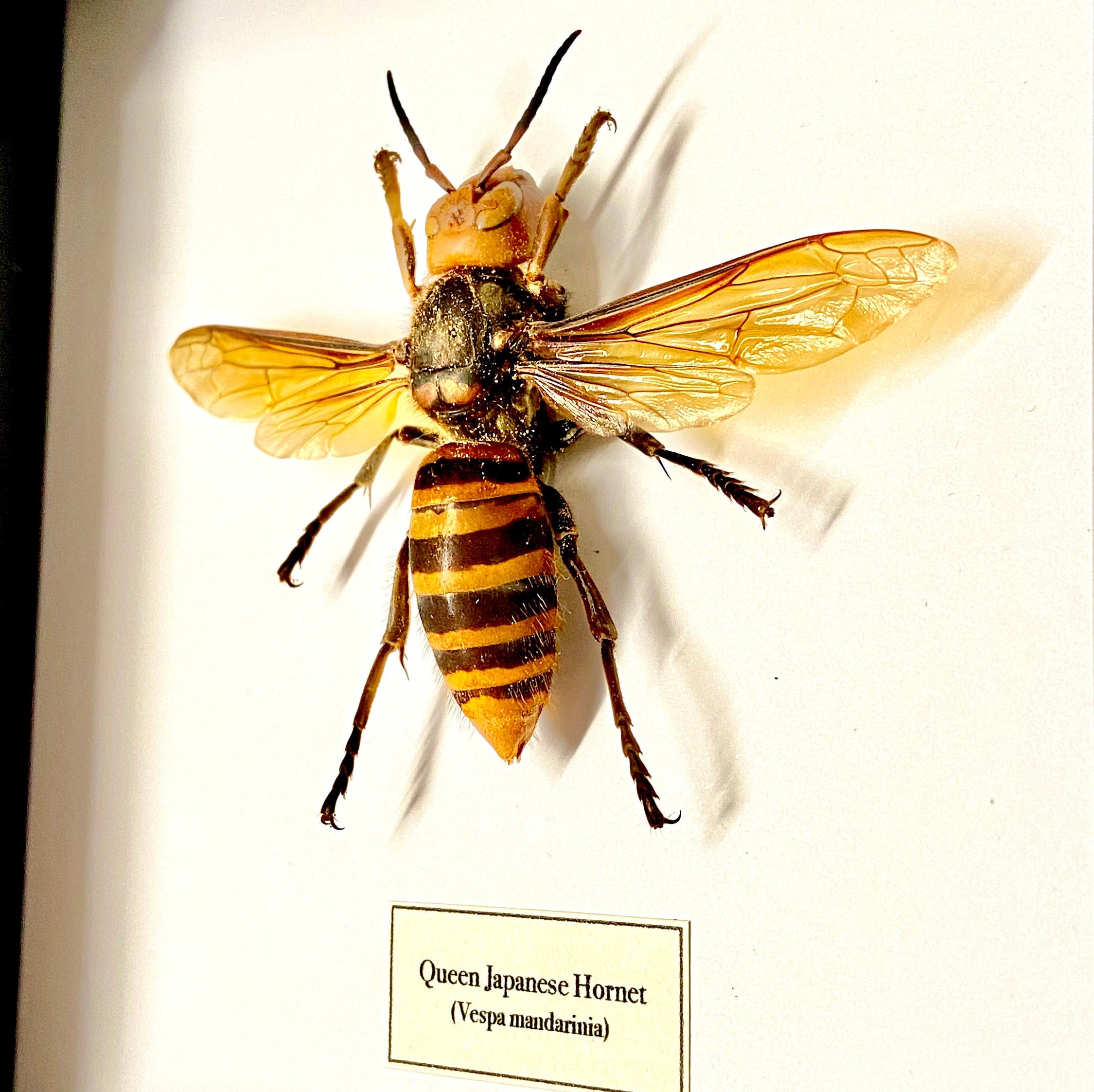 Queen Hornet, Giant Japanese (vespa Mandarinia) Hornet. Wasp. Bee ...