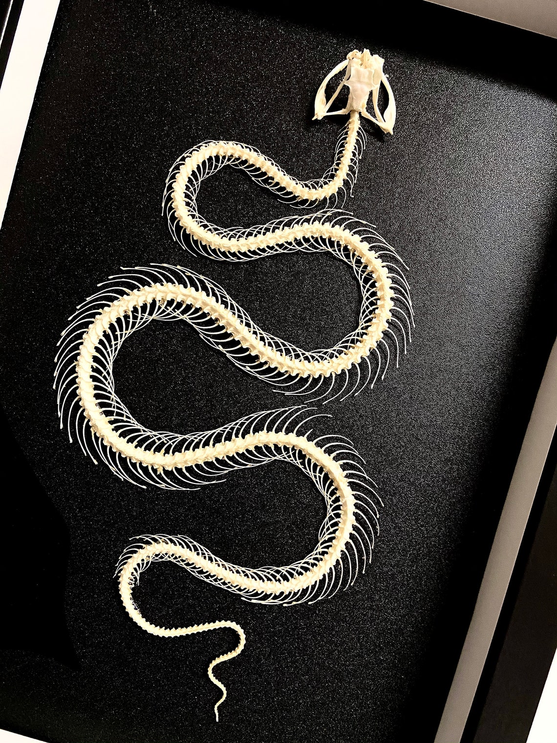 Snake Skeleton white Lipped Viper Real Specimen Framed. | Etsy UK