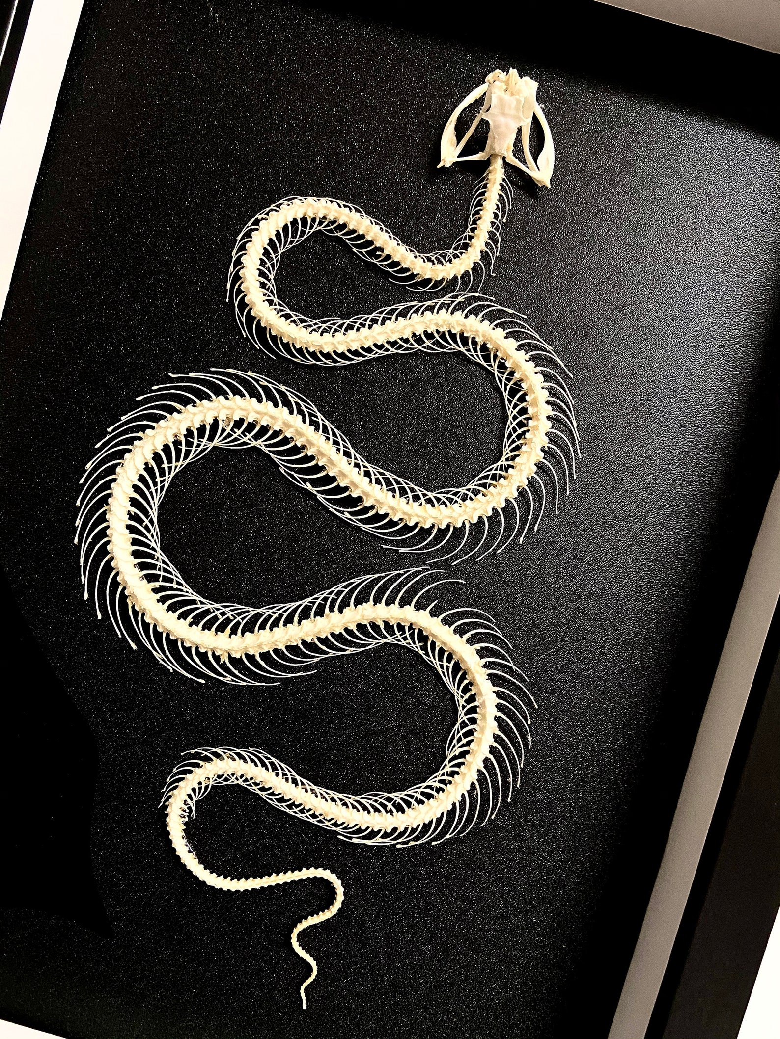 Snake Skeleton white Lipped Viper Real Specimen Framed. - Etsy UK
